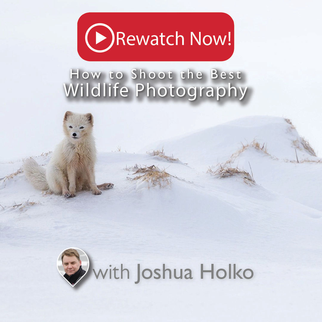 Re-Watch | LIVE Webinar with Joshua Holko | BenQ AU